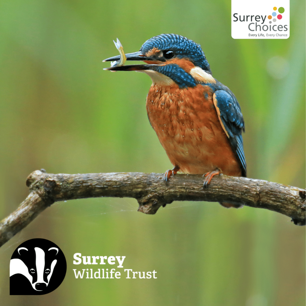 Surrey Wildlife Trust and Surrey Choices – A New Partnership For Nature ...